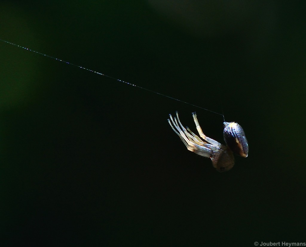 Crab Spiders from eNkovukeni, South Africa on November 12, 2019 at 01: ...