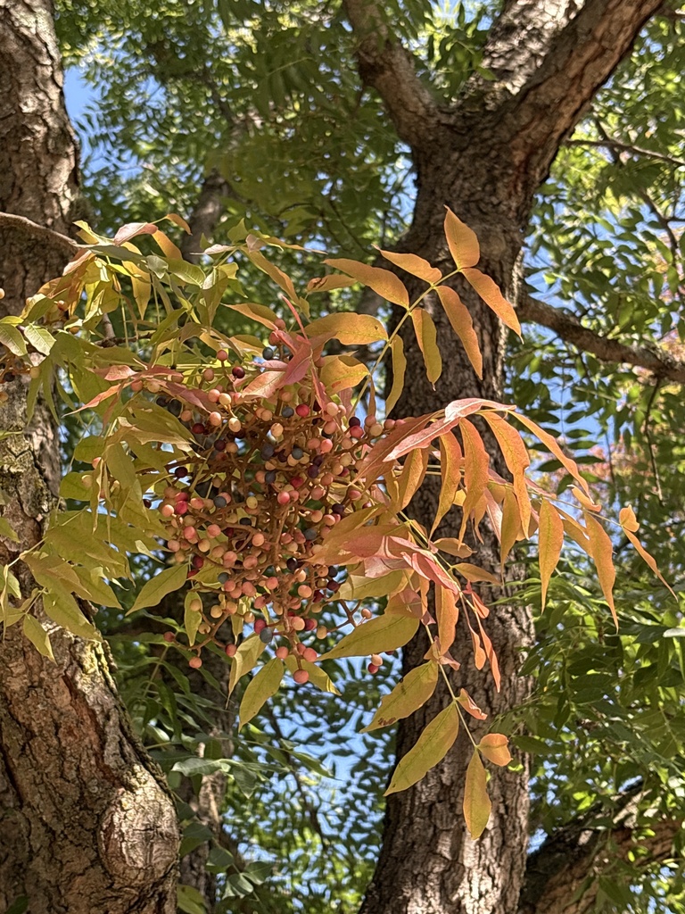 Chinese pistache from Radford University, Radford, VA, US on September ...