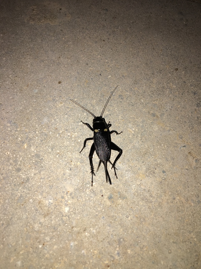 Southern Field Cricket from G. Kranidioti on November 17, 2019 at 06:38 ...