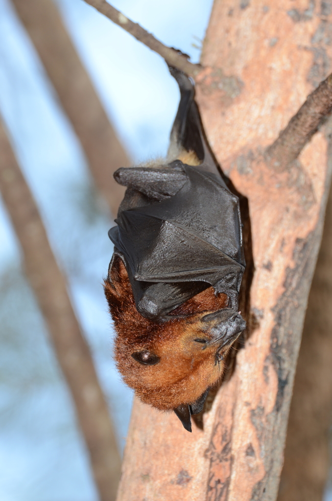 Variable Flying-fox (Pteropus hypomelanus) - Know Your Mammals