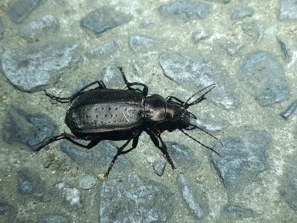 Calosoma chinense from Амакубо, Цукуба, Ибараки 305-0005, Япония on ...