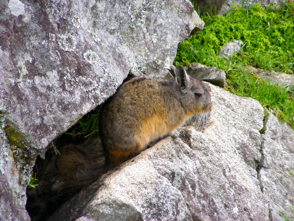 Mountain Viscacha (Lagidium viscacia) - Know Your Mammals