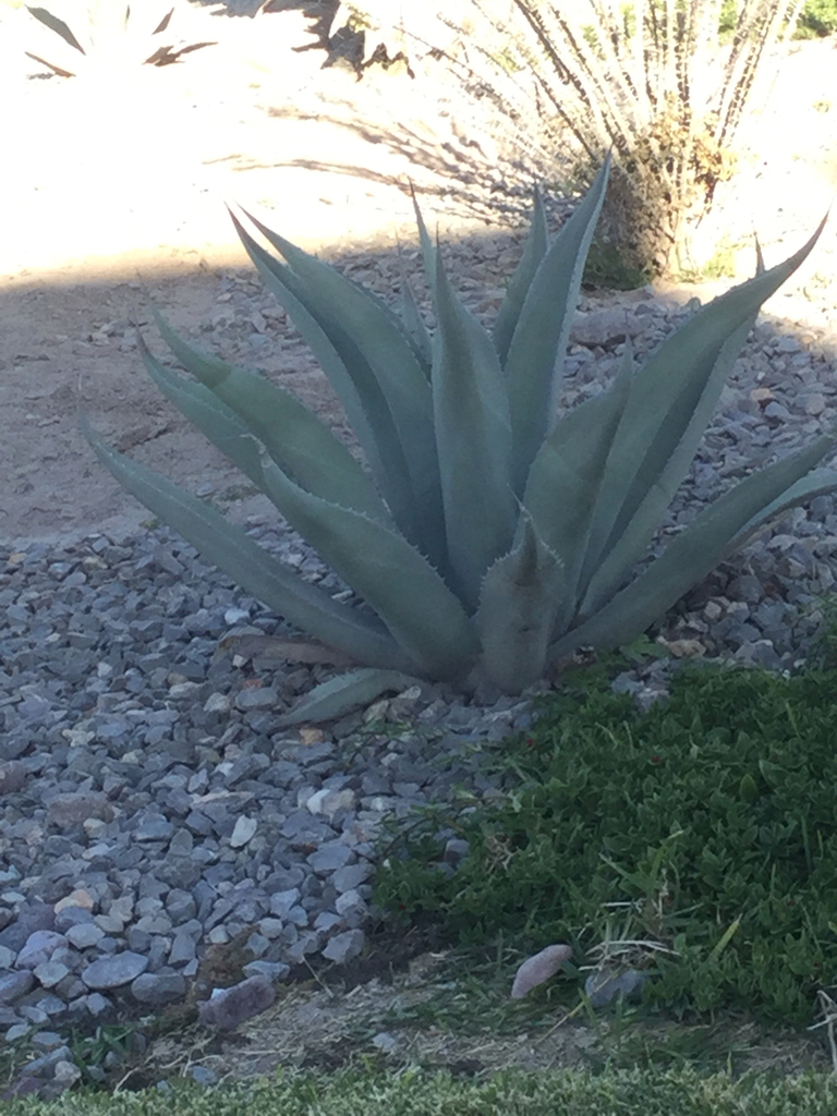 Pulque agave from Torreón, Torreón, COAH, MX on November 19, 2016 at 04 ...