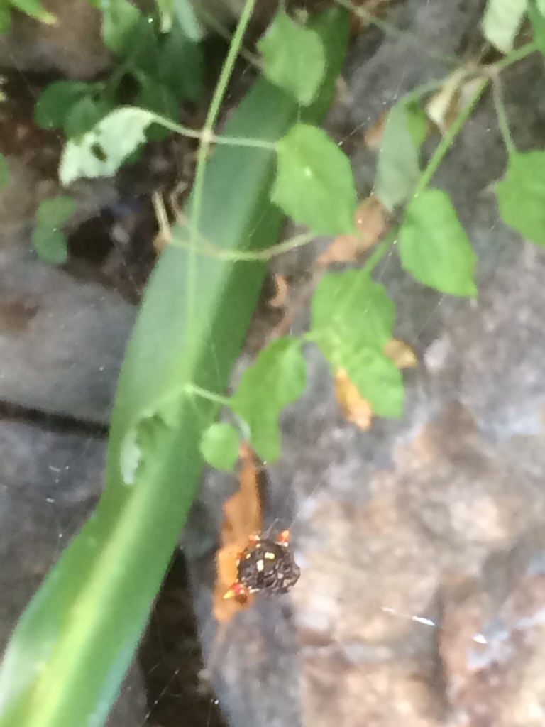Spinybacked Orbweaver from Sint Maarten, SX on November 15, 2019 at 03: ...