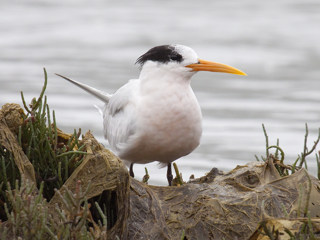 Charrán elegante (aves del estero del soldado) · iNaturalist