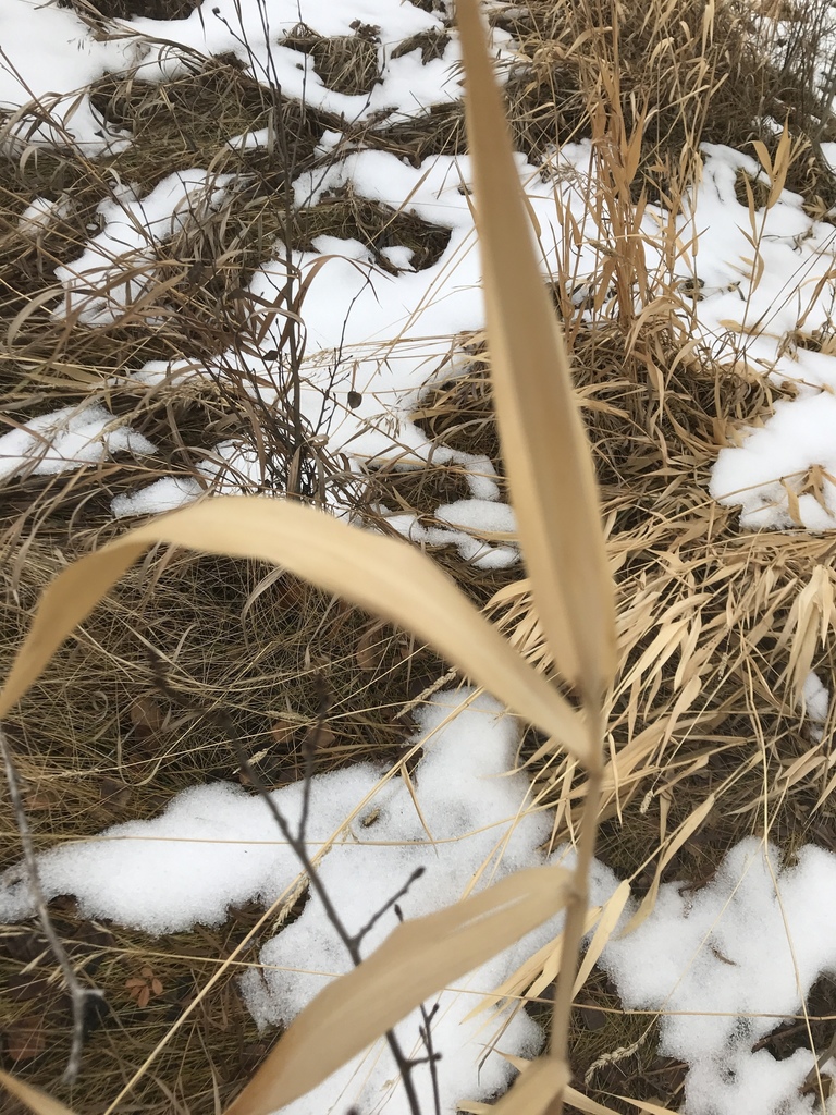 reed canary grass from 3 Ave, AB, CA on November 17, 2019 at 11:07 AM ...