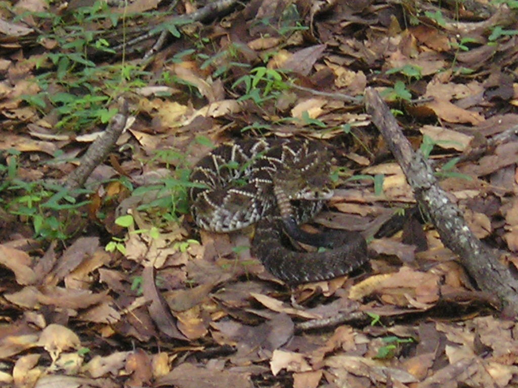 Basilisk Rattlesnake from Zapopan, Jal., México on September 20, 2004 ...