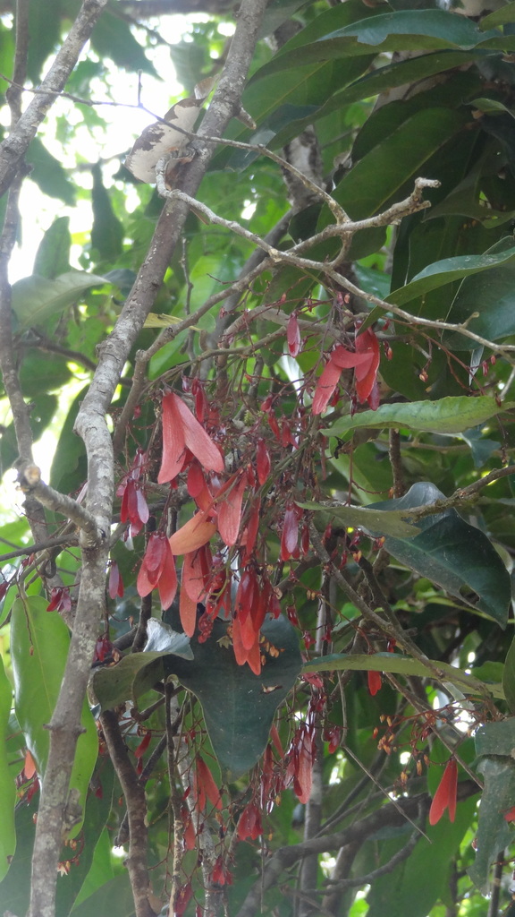 kambakam (Hopea ponga) - Botanical Realm