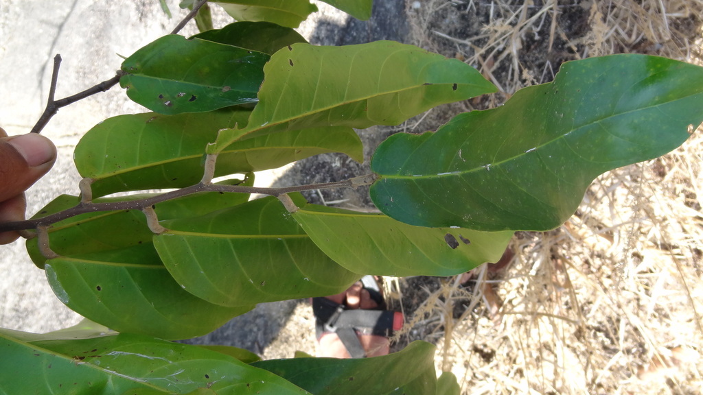kambakam (Hopea ponga) - Botanical Realm