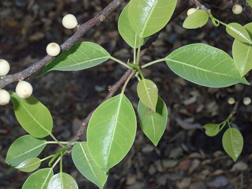 Subspecies Ficus cordata lecardii · iNaturalist