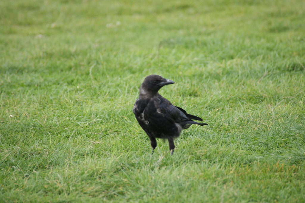 Hooded × Carrion Crow from East Lothian, UK on September 9, 2025 at 02: ...