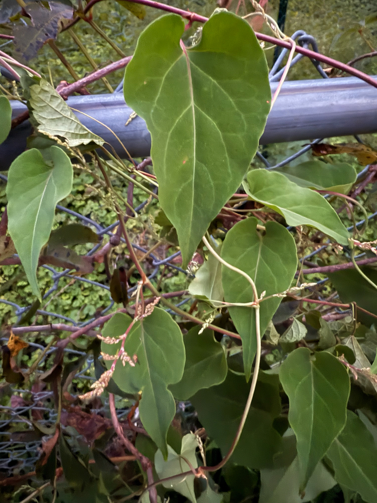 tuber fleeceflower from N Superior Ave, Decatur, GA, US on September 9 ...