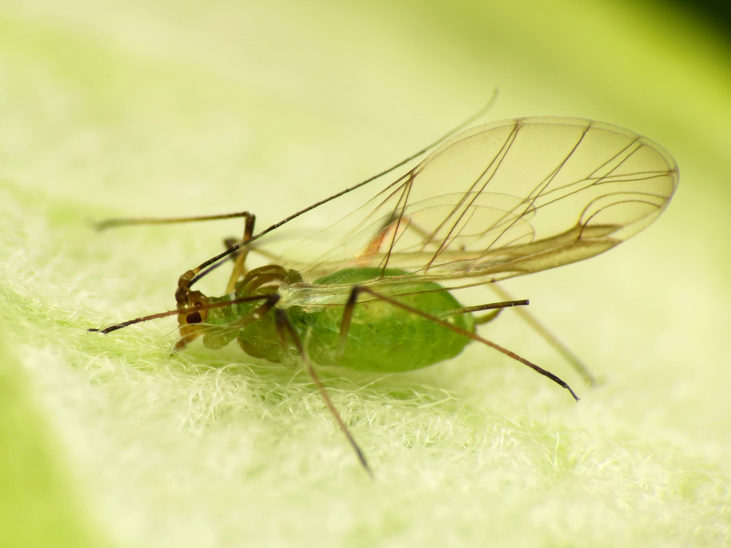 Aphids (Greenland Nursery IPM) · iNaturalist