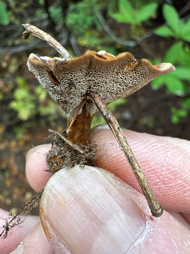 Coltricia in September 2025 by ym_wang_pnw · iNaturalist