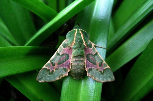 Genus Arctonotus · iNaturalist