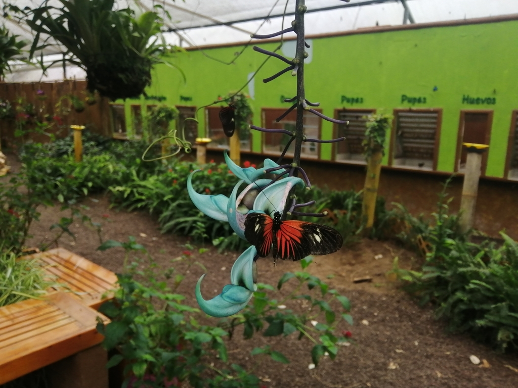 Red Postman from Quito 170120, Ecuador on November 14, 2019 at 01:49 PM ...