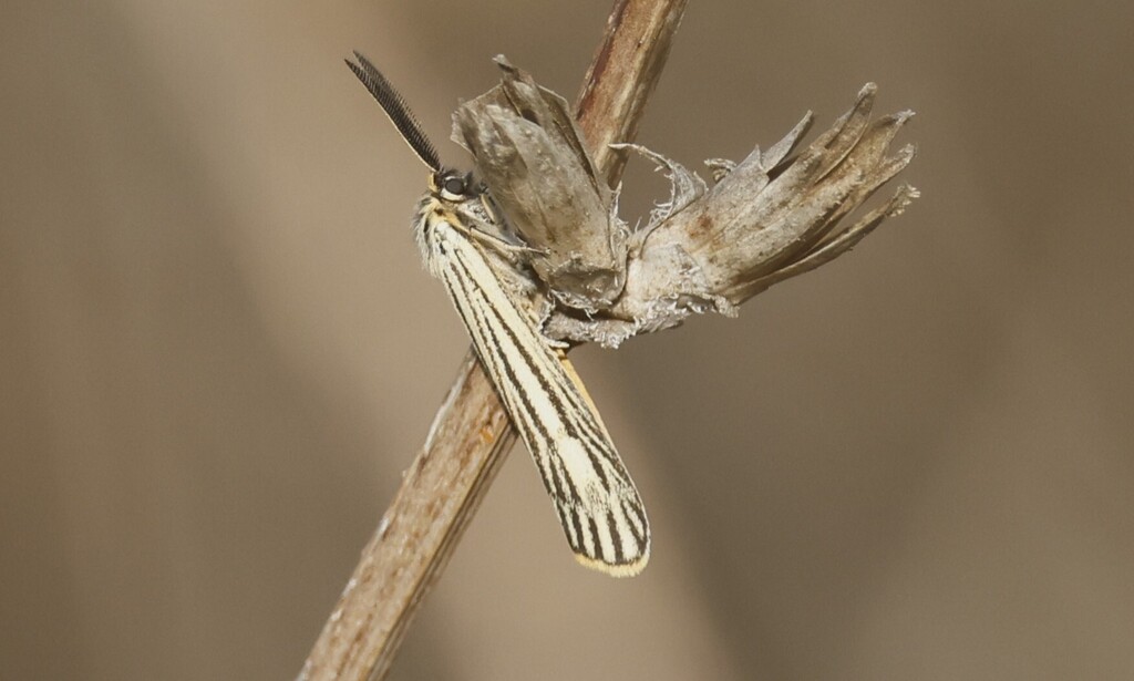 Feathered Footman from 9661 Kamen Bryag, Bulgaria on September 10, 2025 ...