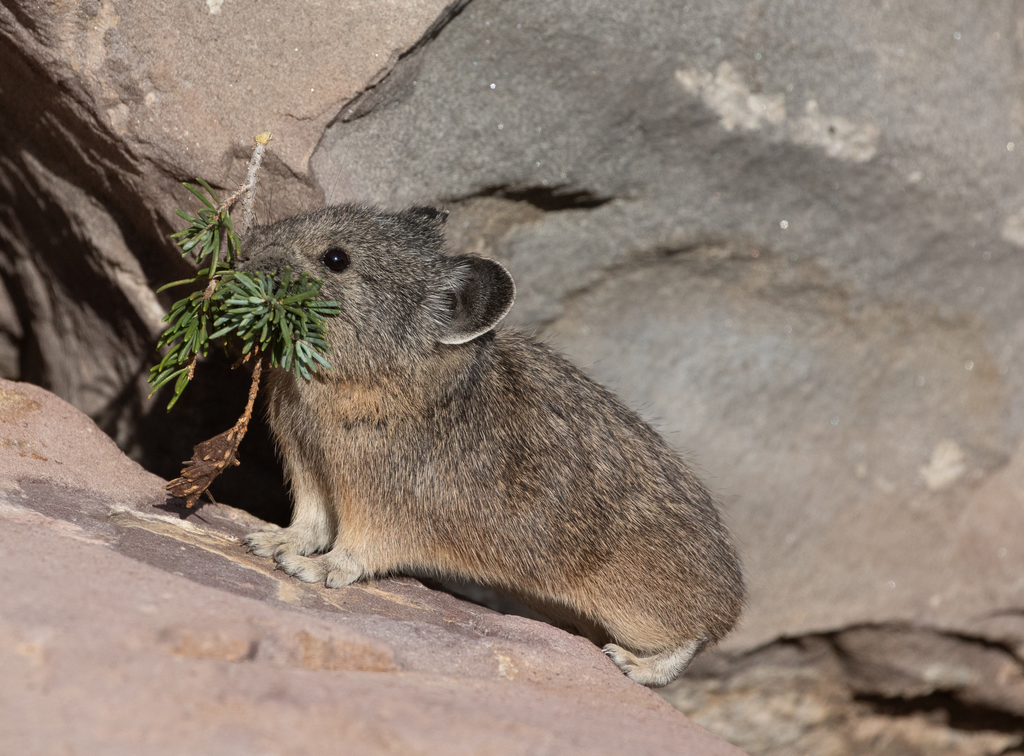 American Pika from Lassen Peak Area, Lassen Volcanic NP, Shasta County ...