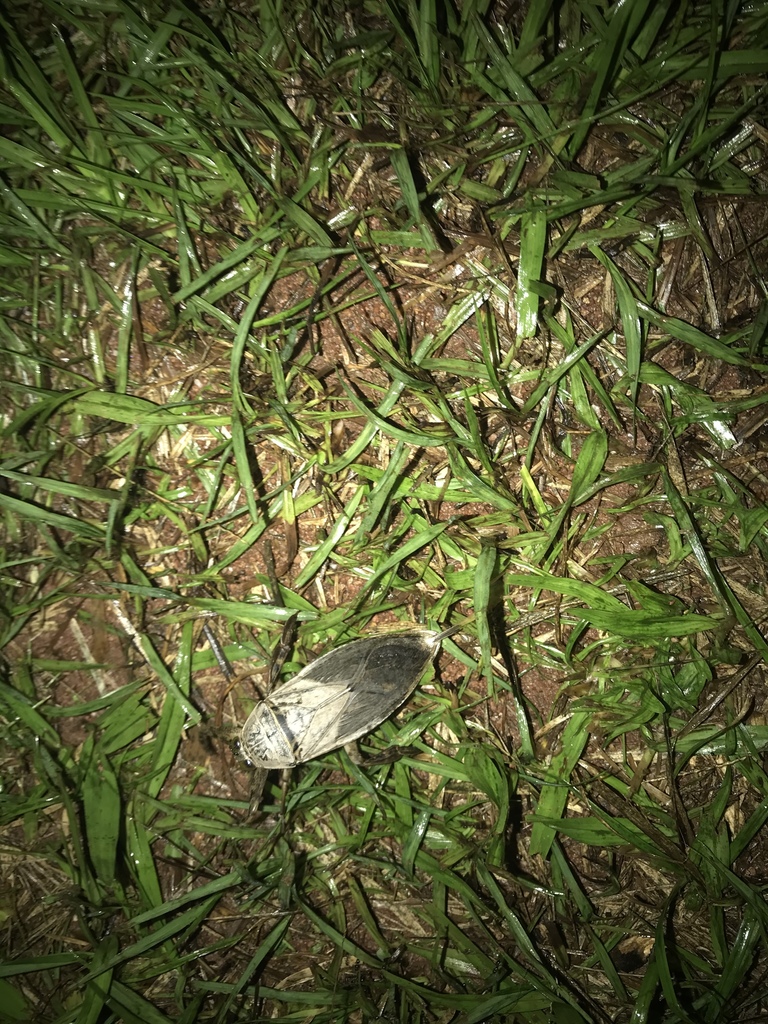 Lethocerus medius from San Antonio De Oriente, Francisco Morazan, HN on ...