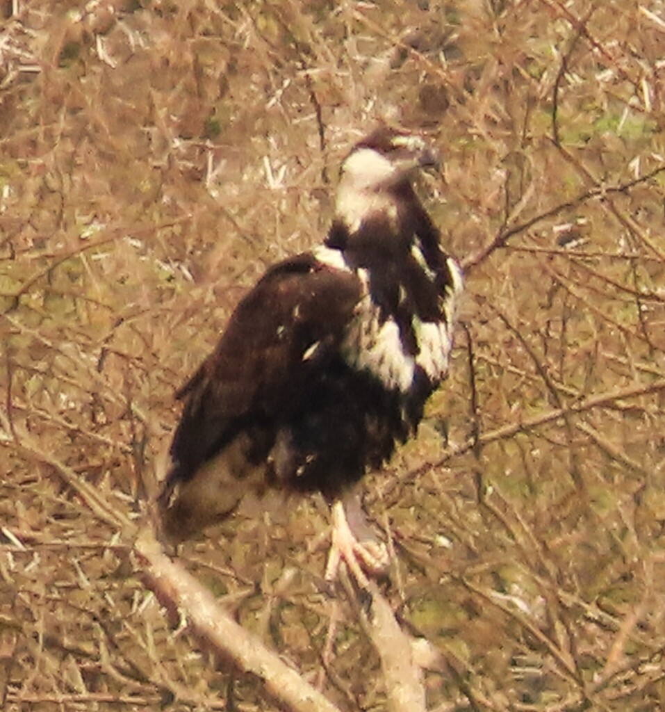 African Fish-Eagle from Lubombo Region, Eswatini on September 10, 2025 ...