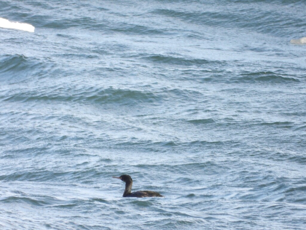 North Pacific Cormorants from Nemuro, JP-HK, JP on February 11, 2024 at ...