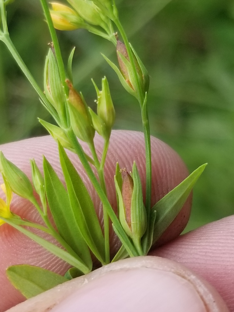 large canadian st. john's-wort (Hypericum majus) - Botanical Realm