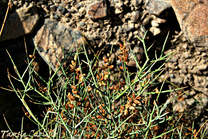 (Ochradenus arabicus) - Botanical Realm