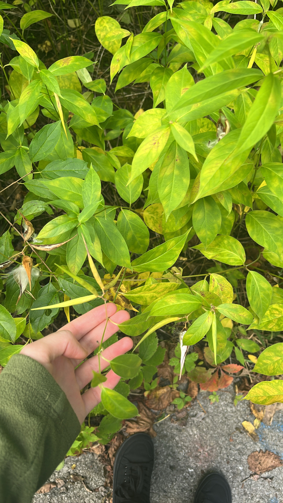 European swallow-wort from Onondaga Blvd, Camillus, NY, US on September ...