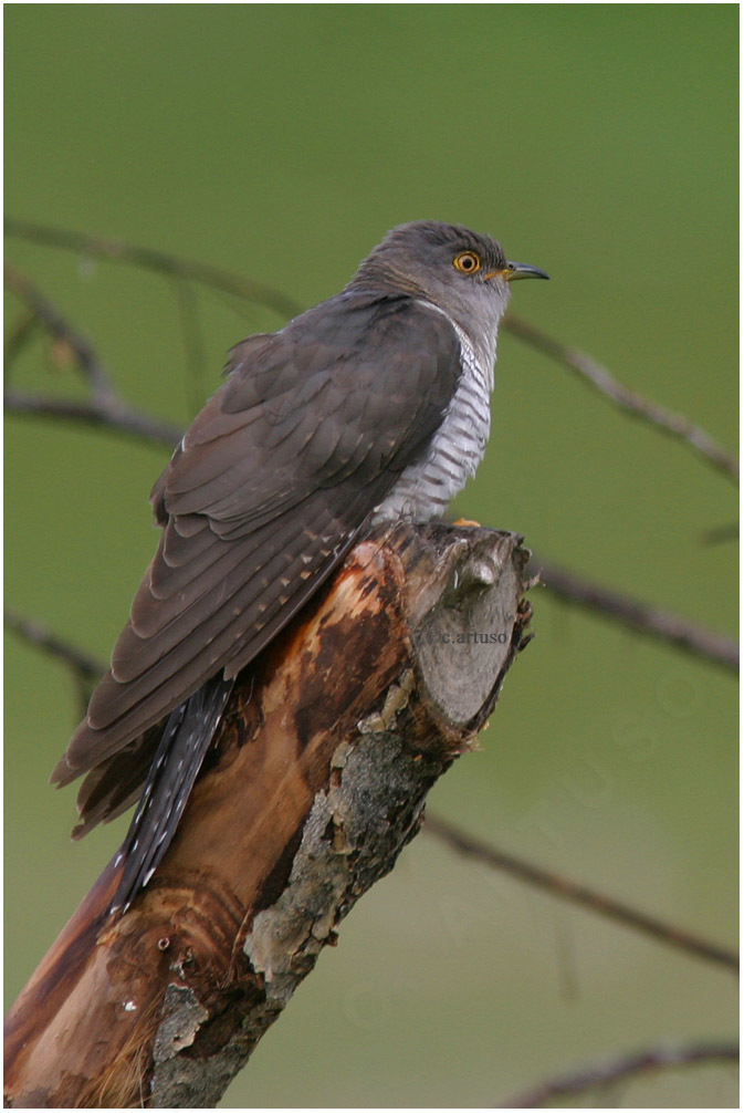 Common Cuckoo from Haizishan Nature Reserve, Tuershan area, Sichuan ...