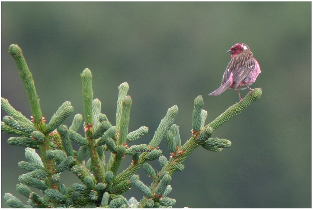 Chinese White-browed Rosefinch from Haizishan Nature Reserve, Tuershan ...