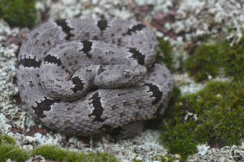 Rock Rattlesnake (Crotalus lepidus) - Snakes and Lizards