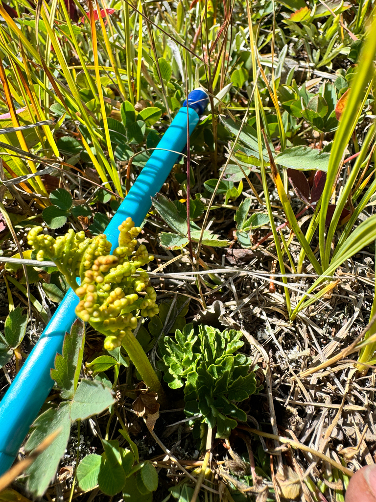 leathery grapefern in August 2025 by Rea Orthner · iNaturalist