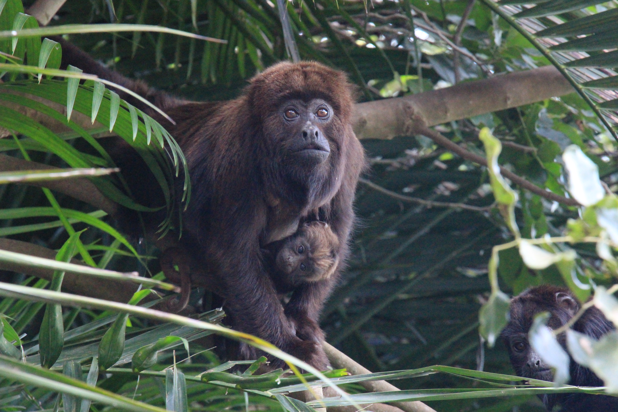 Brown Howler Monkey