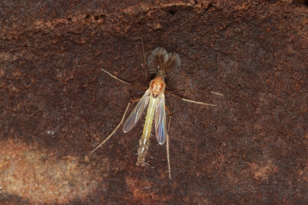 Entomophthoraceae from Crawford County, IN, USA on September 10, 2025 ...