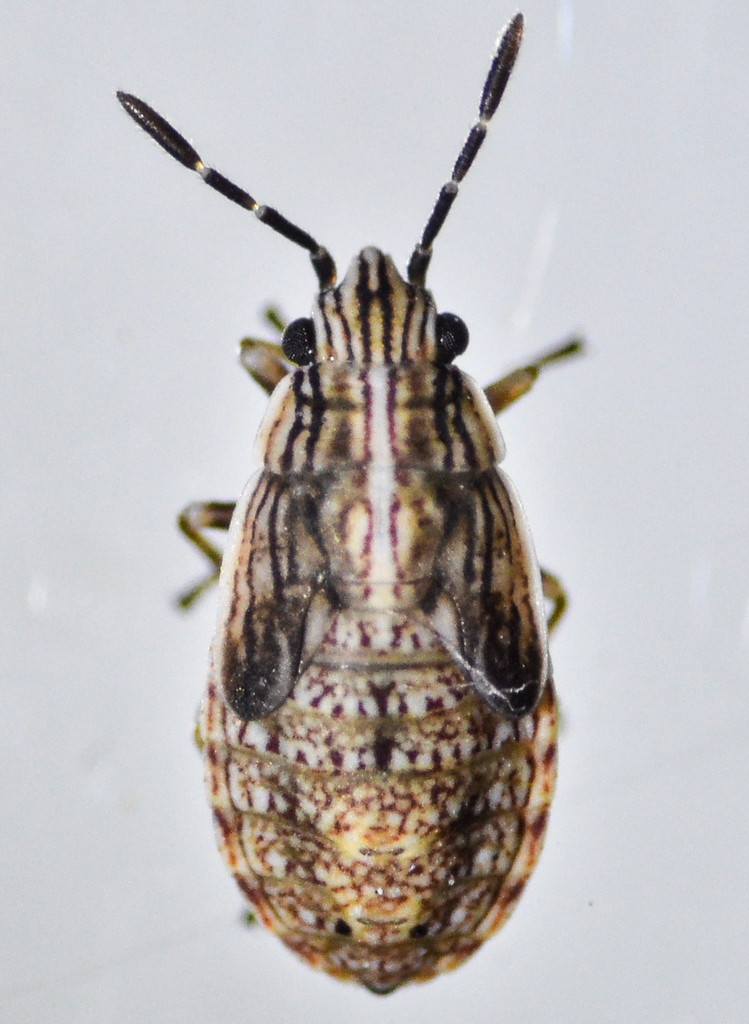 Nysius raphanus from Sonoma County, CA, USA on November 17, 2019 at 09: ...