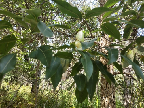 Genus Endiandra · iNaturalist