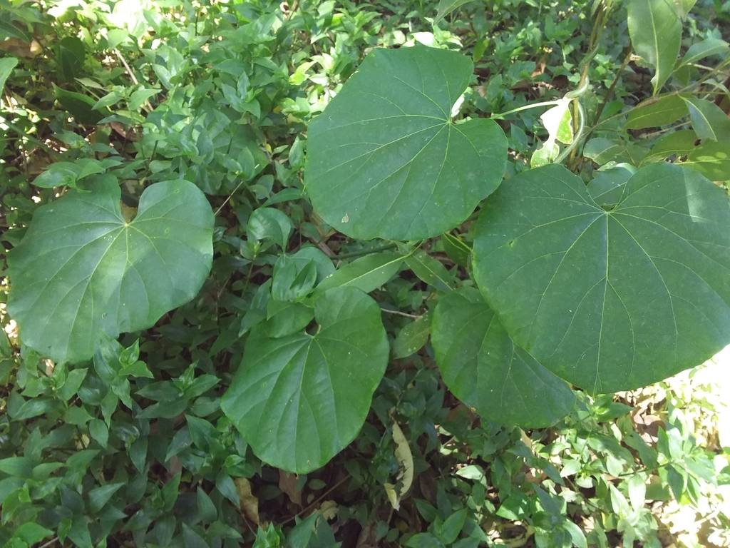 Big-Leaf Vine (Logan RE 12.11.1 Flora) · iNaturalist