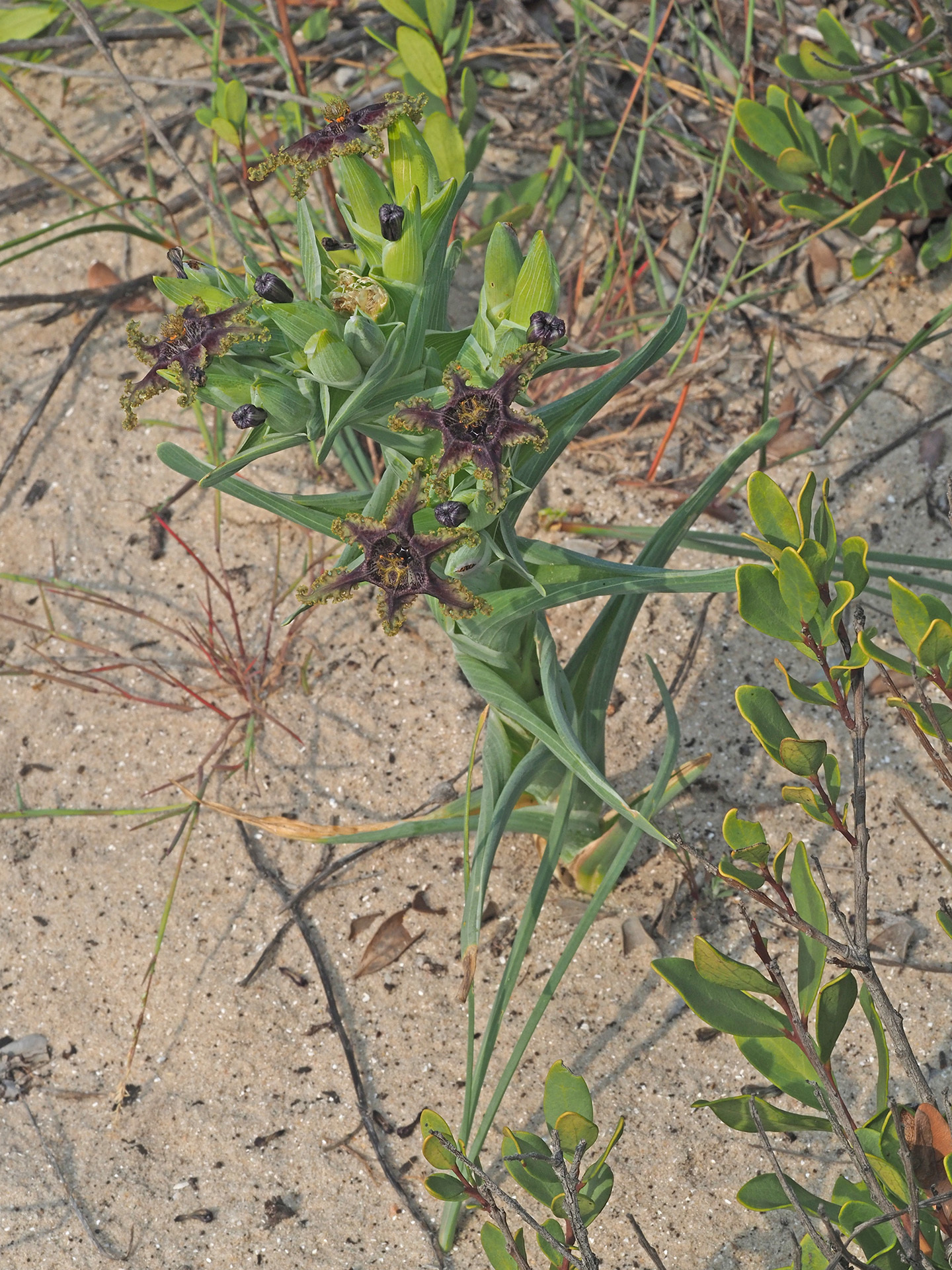Ferraria foliosa G.J.Lewis
