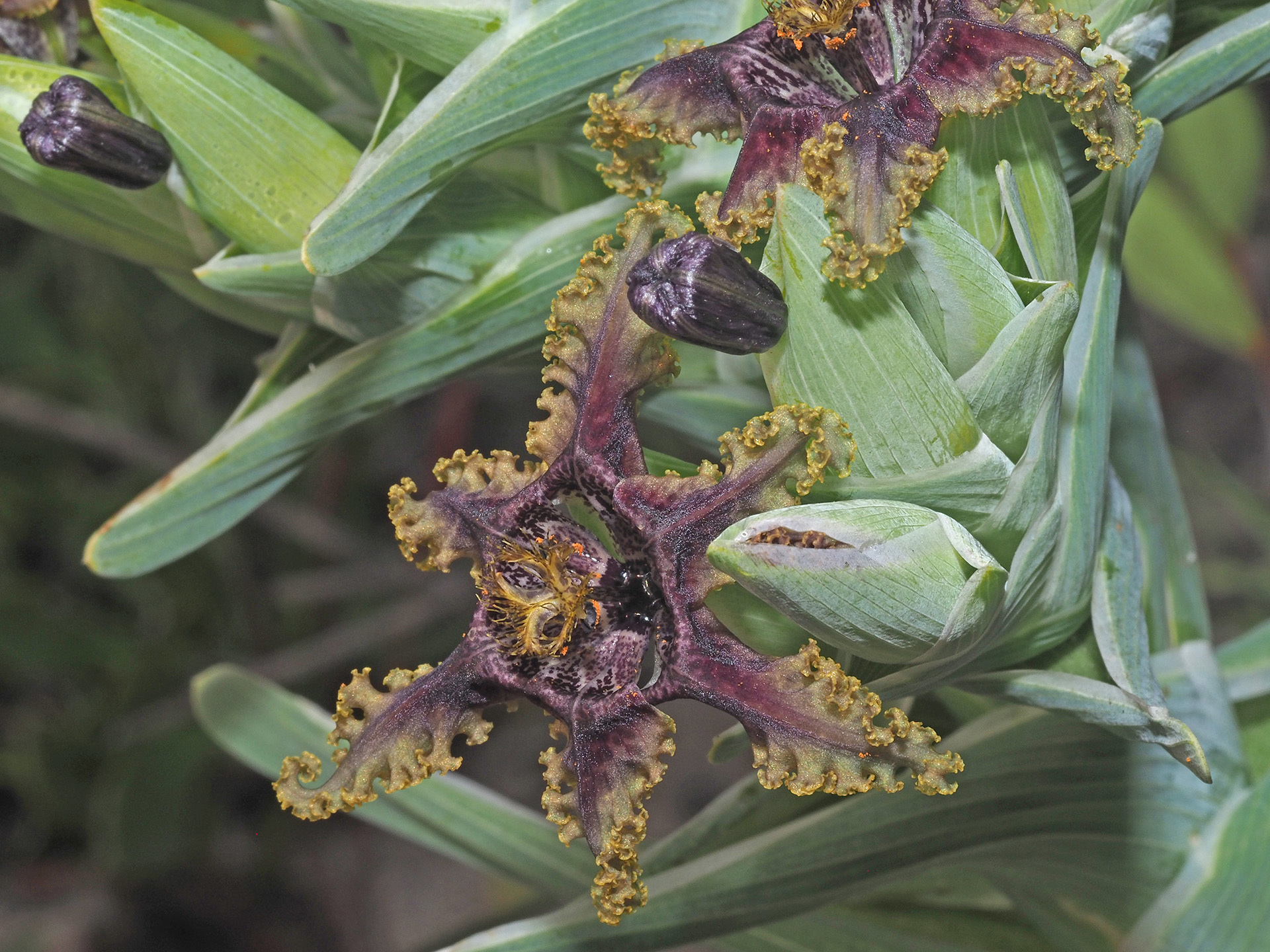 Ferraria foliosa G.J.Lewis