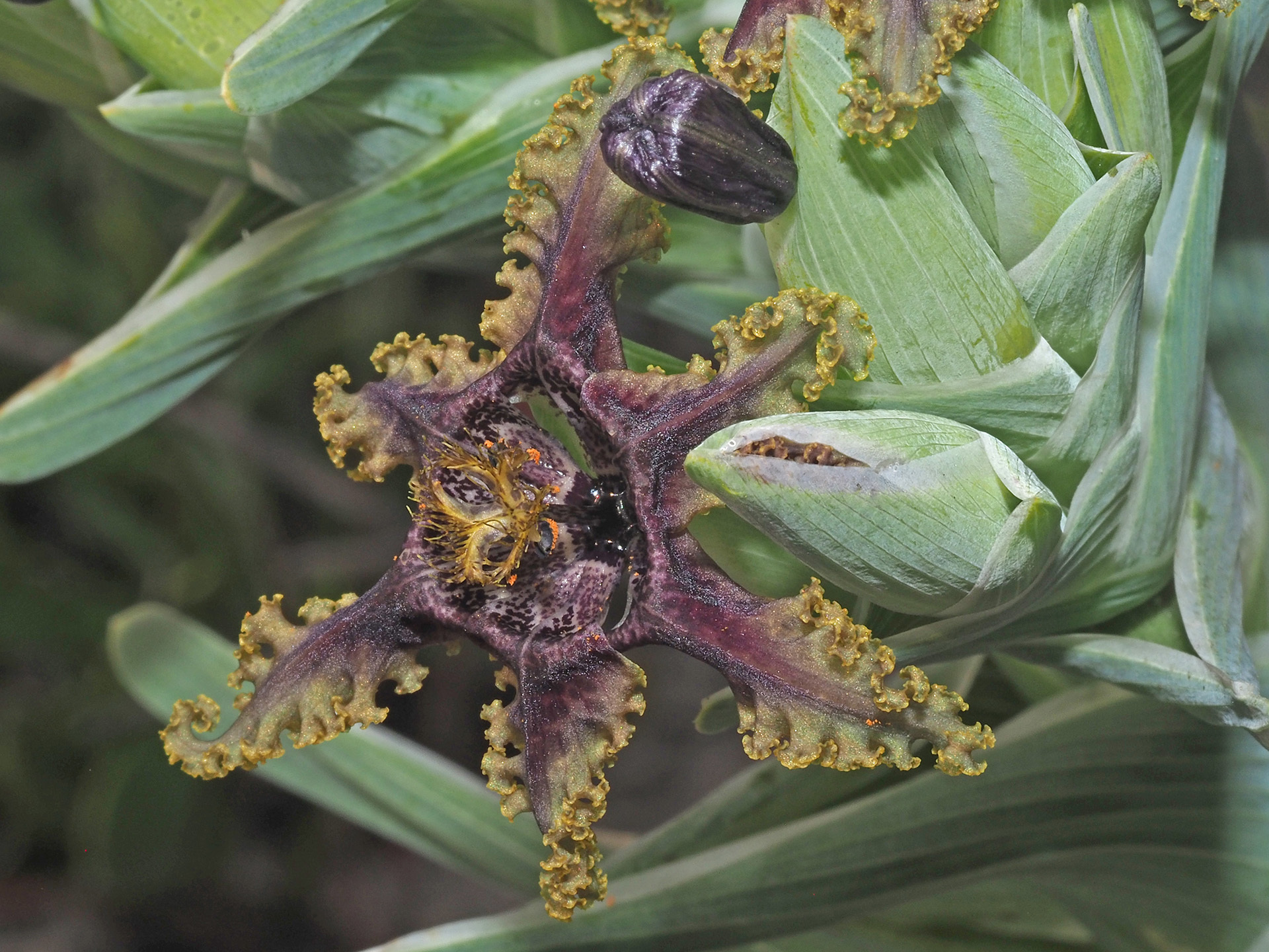 Ferraria foliosa G.J.Lewis