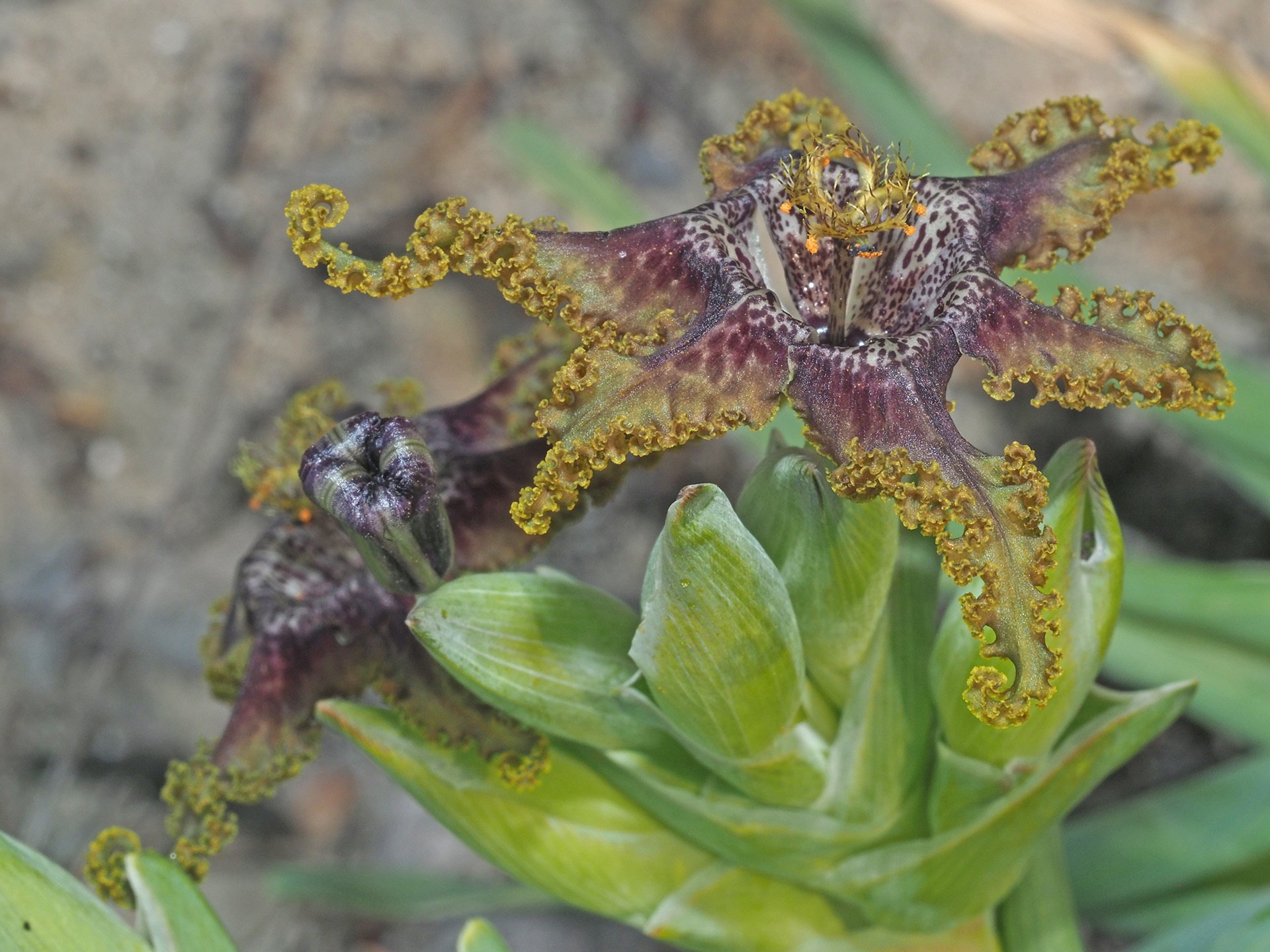 Ferraria foliosa G.J.Lewis