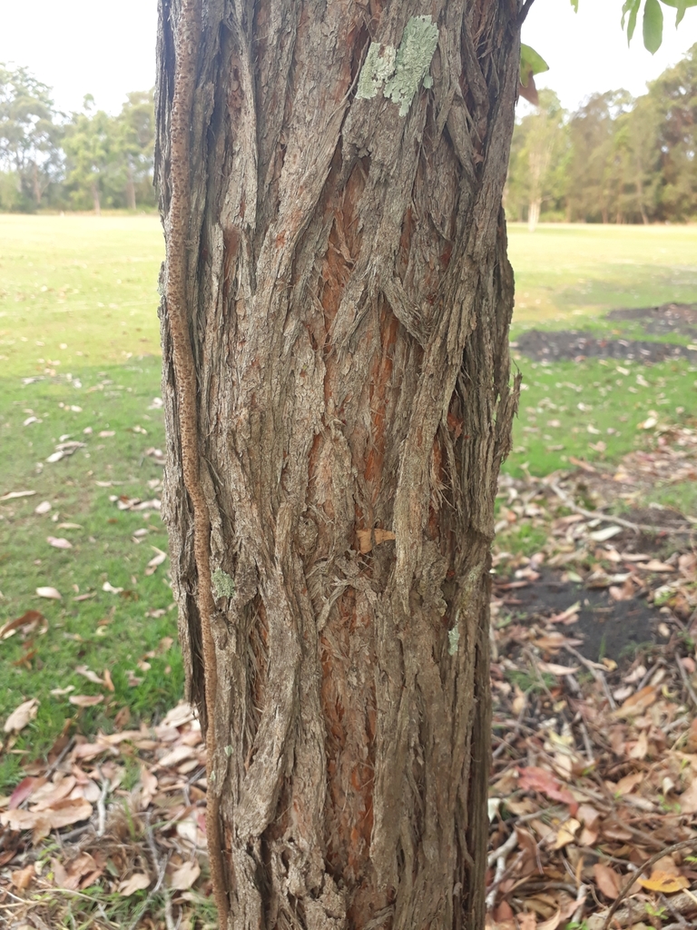 Turpentine (Syncarpia glomulifera) - Botanical Realm