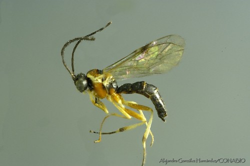 (Diplazon pectoratorius)