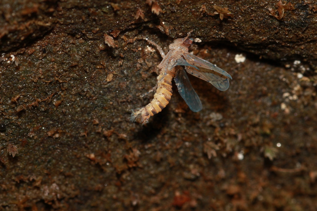 Entomophthoraceae from Crawford County, IN, USA on September 10, 2025 ...