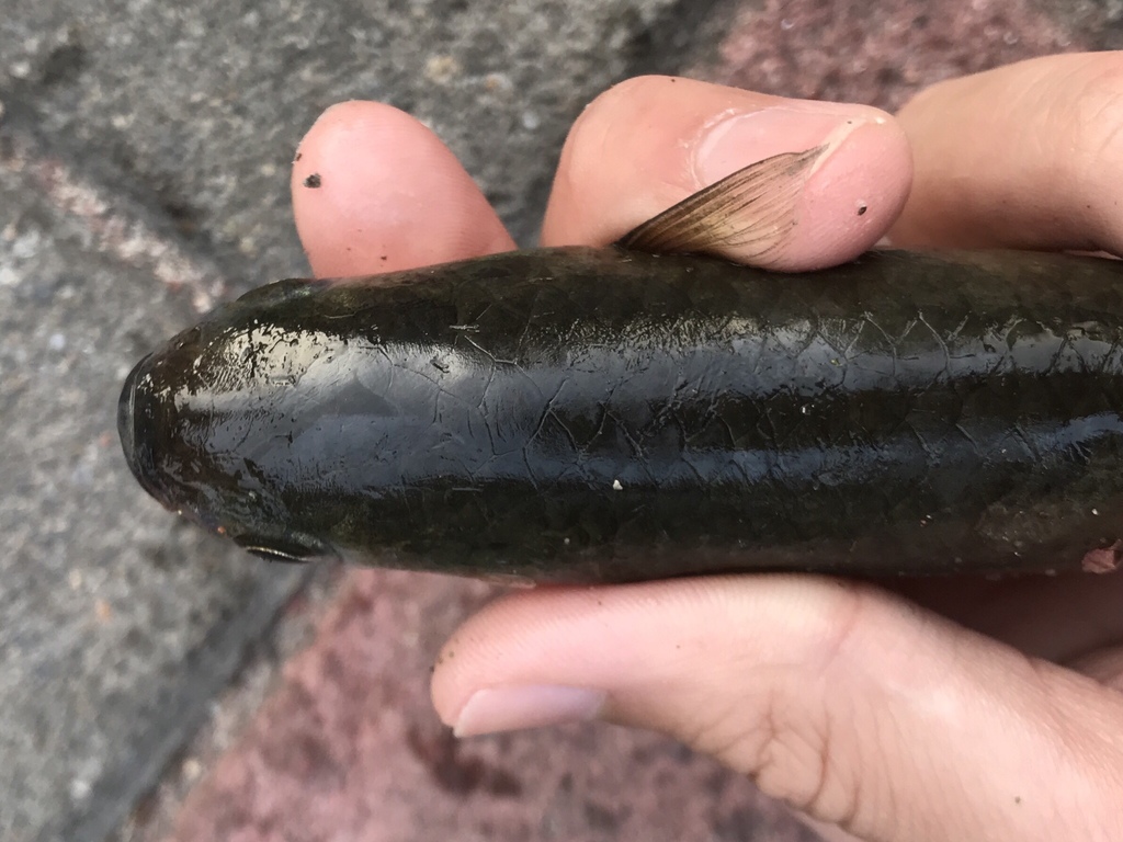 Largescale Mullet (Planiliza macrolepis) - Marine Life Identification