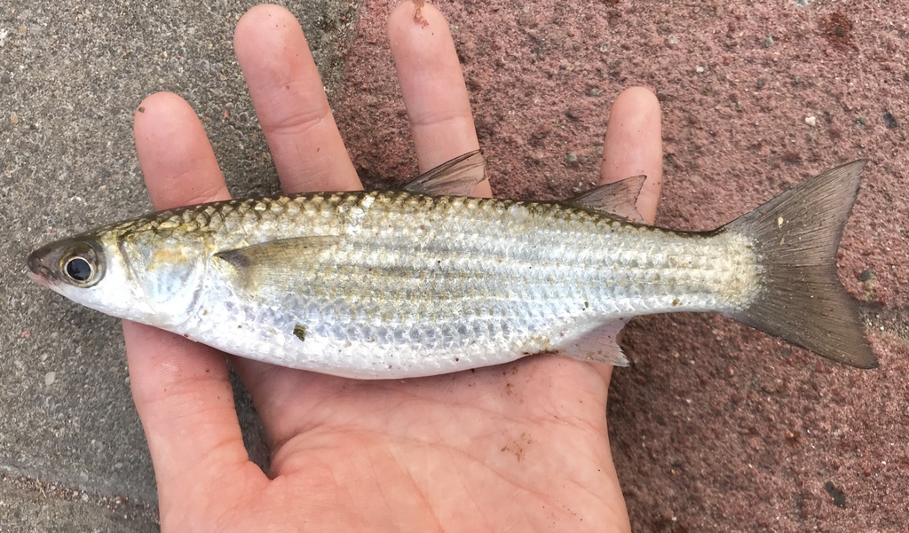 Largescale Mullet (Planiliza macrolepis) - Marine Life Identification