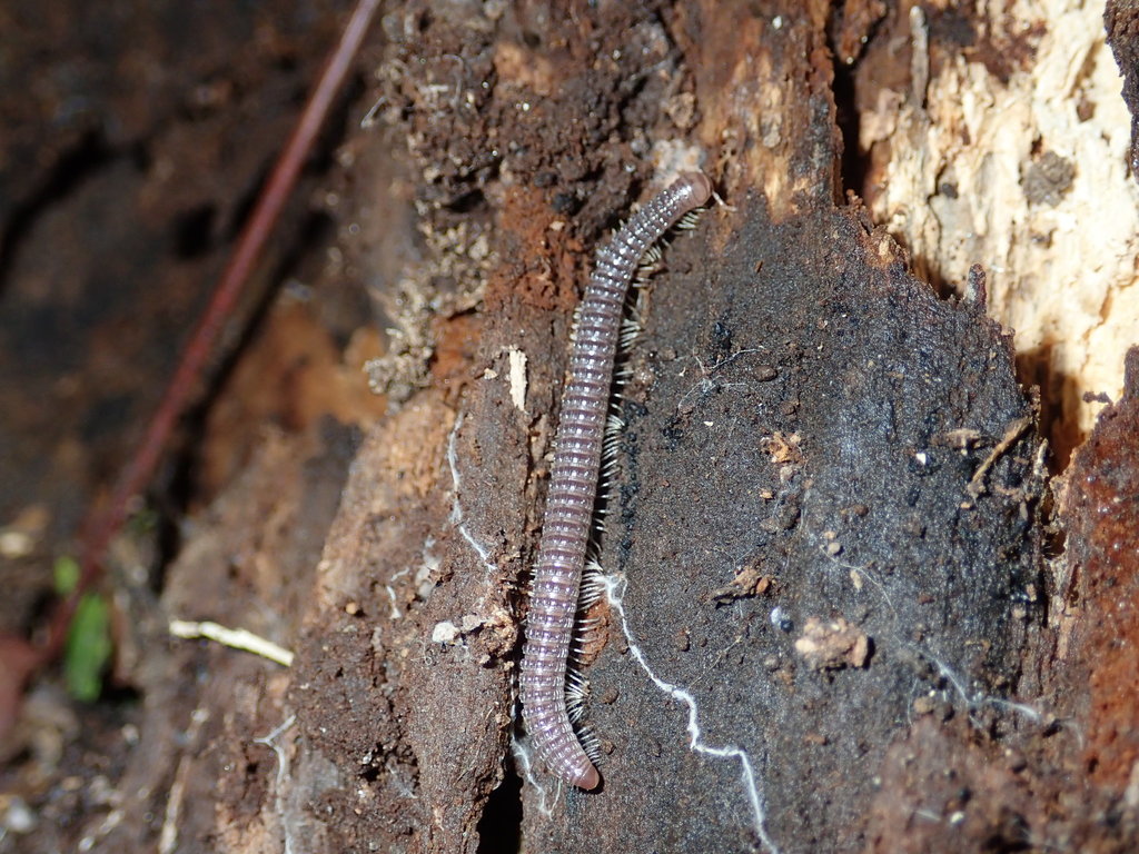 Violet-ridged Millipede from Macon County, GA, USA on November 5, 2019 ...