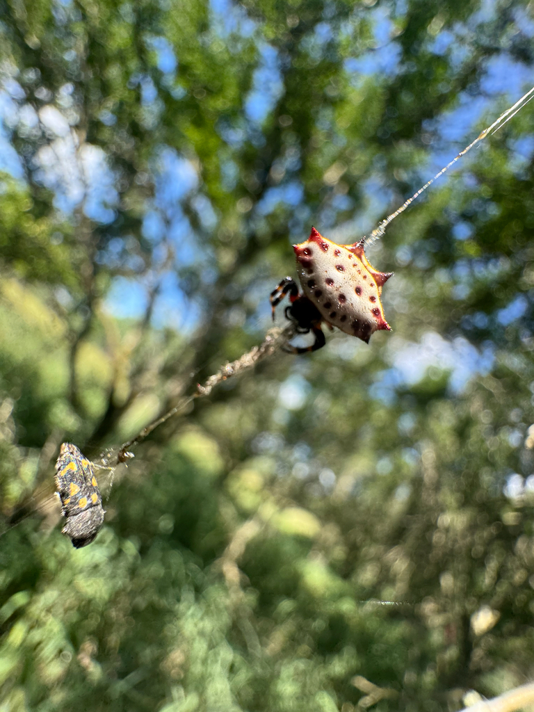 Spinybacked Orbweaver from Doffin Canal Rd, San Juan, TX, US on June 26 ...
