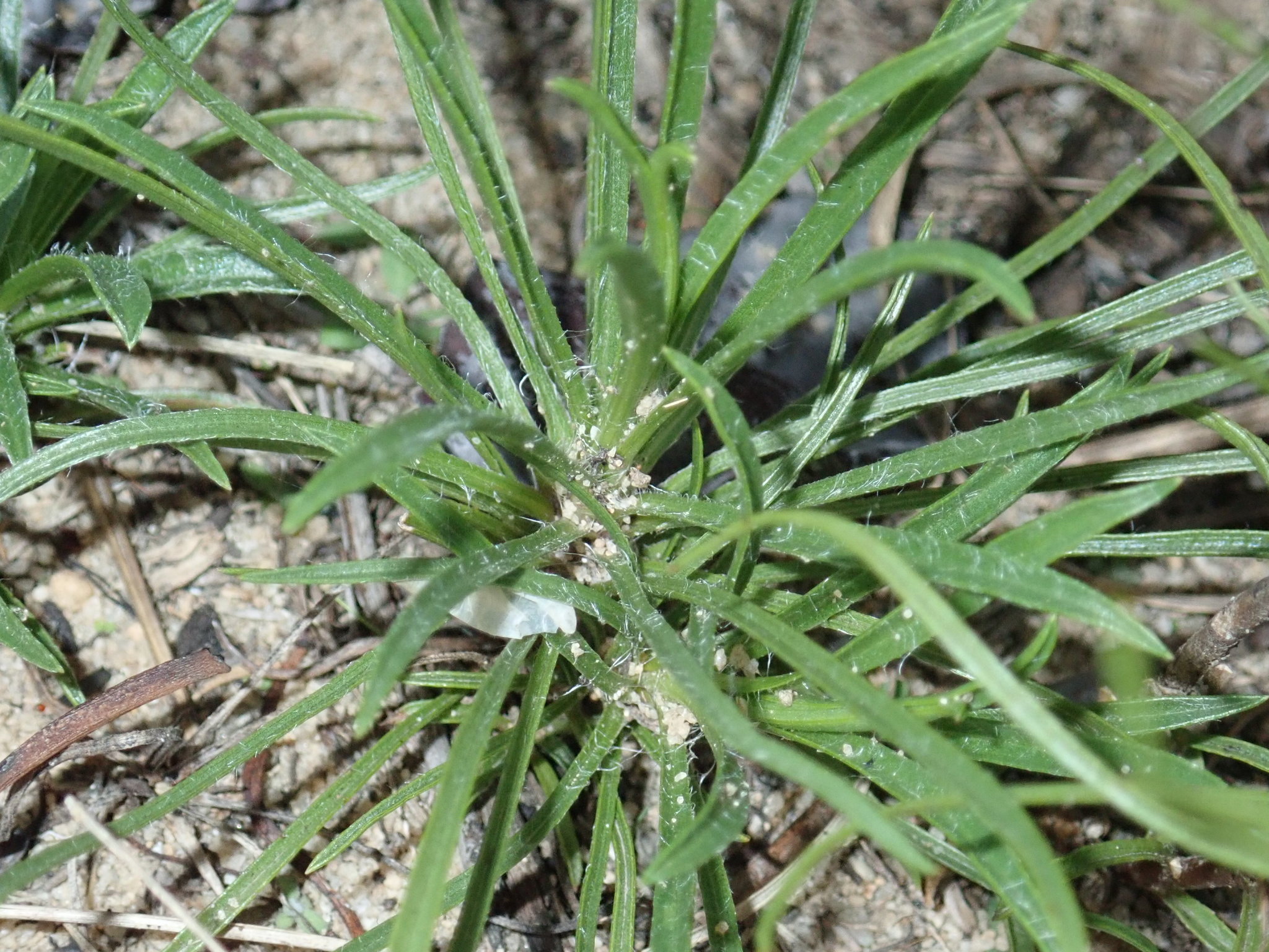 Pityopsis pinifolia (Elliott) Nutt.