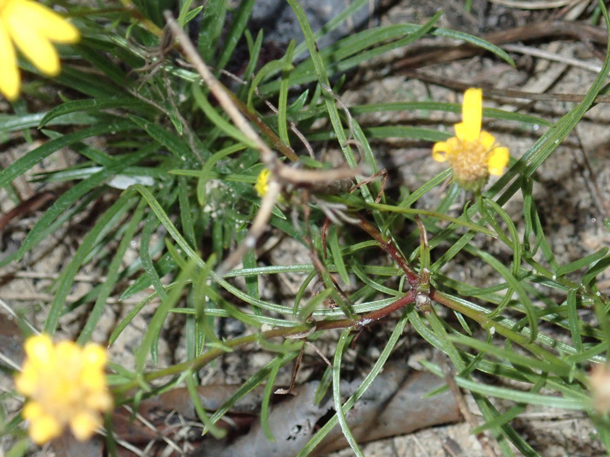 Pityopsis pinifolia (Elliott) Nutt.